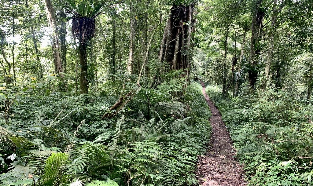 Tinggan Highland Forest Hike - The Great Bali Trail